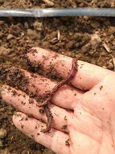 Nature's Dream Ranch 500 Count Live Red Wiggler Composting Worms Vermicomposting Garden Red Wrigglers, Pet Feed, Kid Experiment