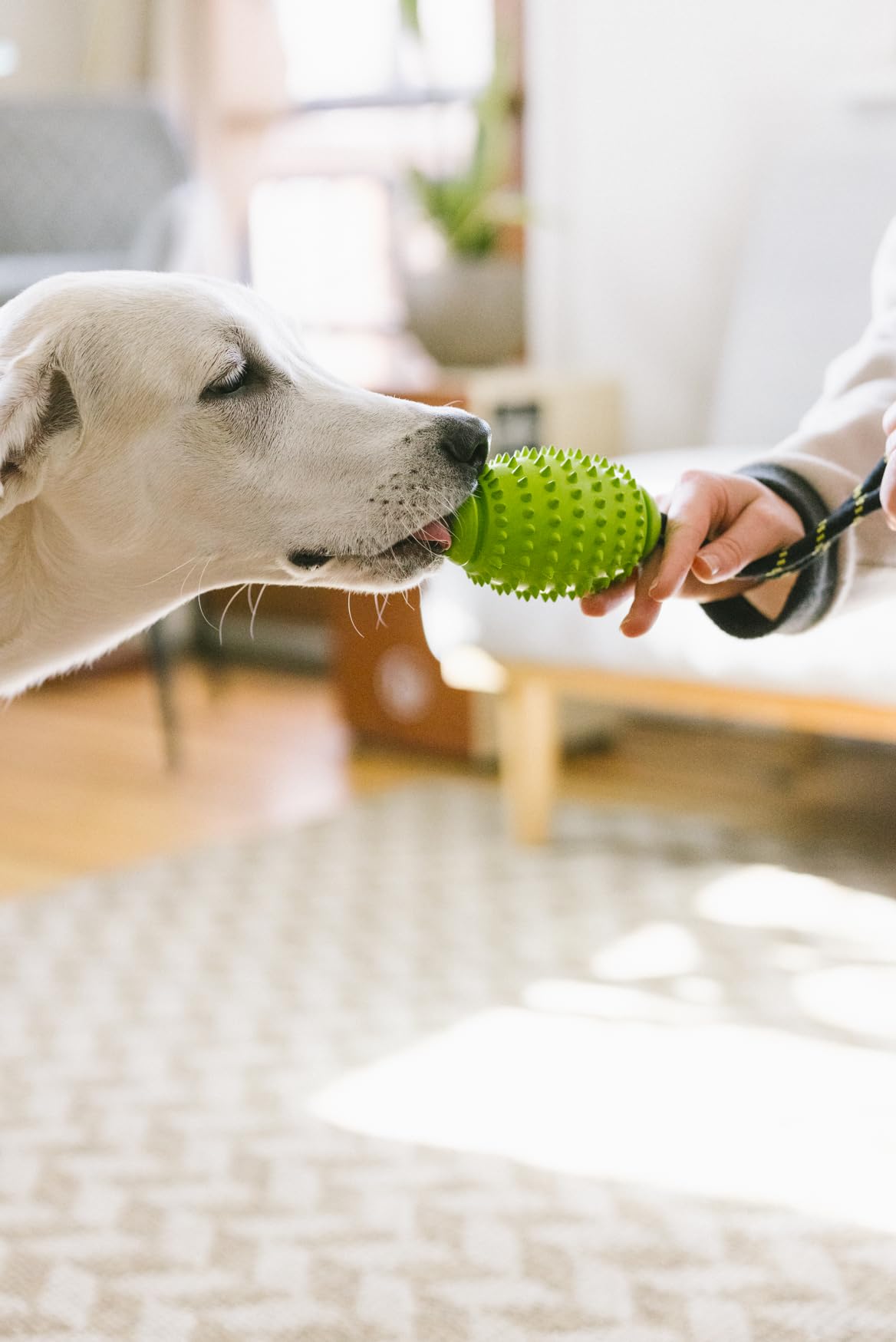 OllyDog Spikey Rugby, Interactive Dog Chew Toy with Natural Rubber, Multifunctional Teeth Cleaning and Gum Massage, for Dogs Under 50lbs (Lime)