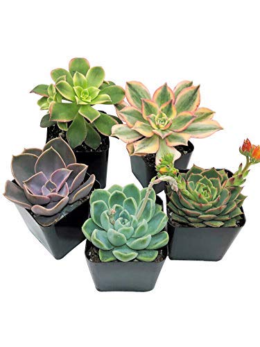 Live Succulent Plants (5 Pack), 2" Live Succulents Fully Rooted in Grower Pots, Succulent Plants Live, by The Succulent Cult
