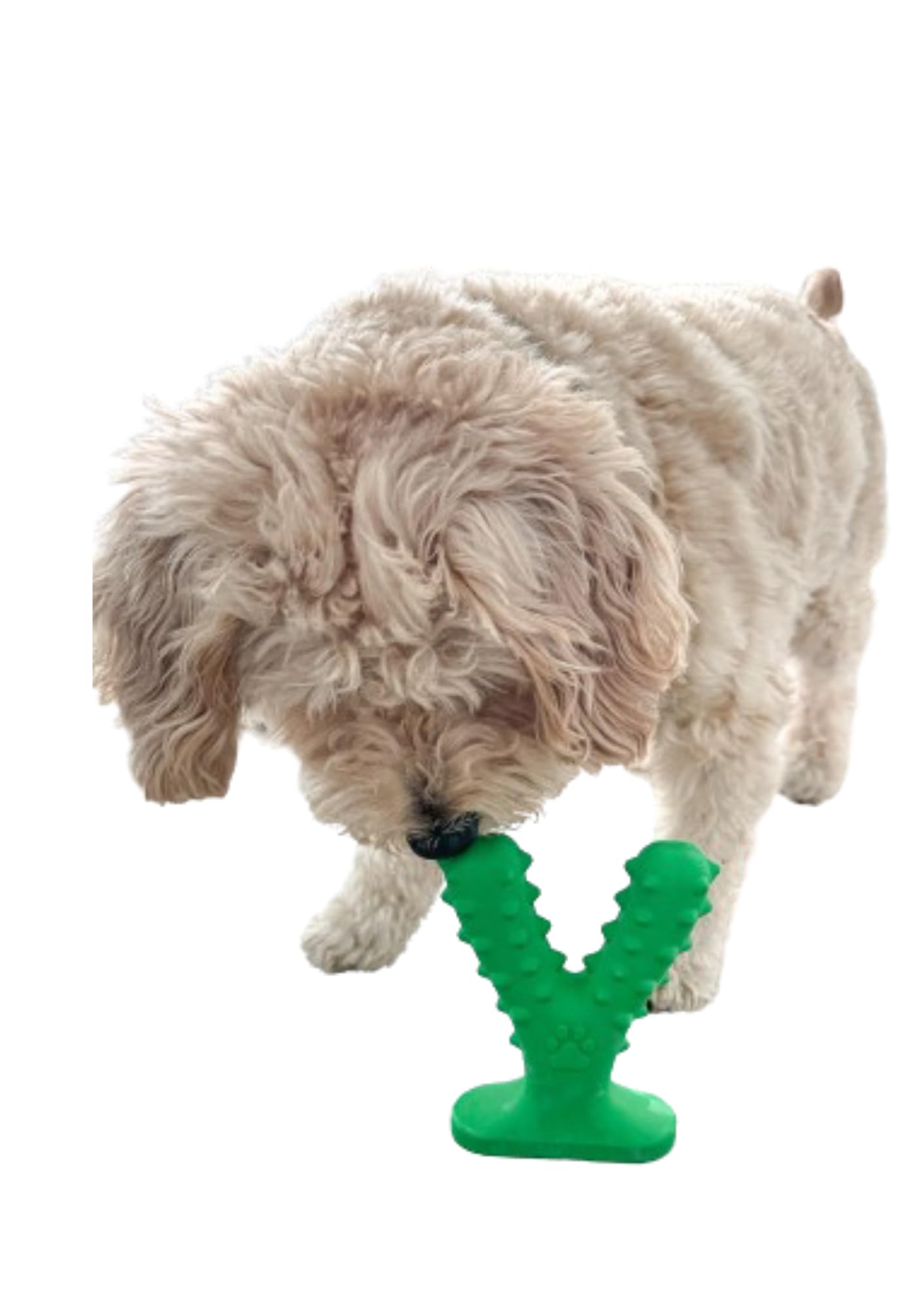 SINCREX USA Dog Toothbrush Dental Chew Cactus Toy - Teeth Cleaning, Teething Aid - Soft, Flexible, and Durable Rubber Toy for Medium and Small Breeds