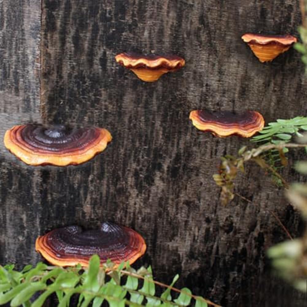 Lizusidtsy 5 PCS Mushroom Shelf Wall Decor Small Wall Shelf Corner Wall Decor As Shown for Bedroom Mushroom Decor Floating Shelves