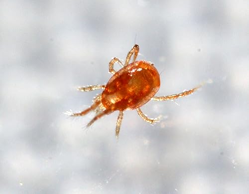 Nature's Good Guys 5,000 Live Adult Phytoseiulus persimilis