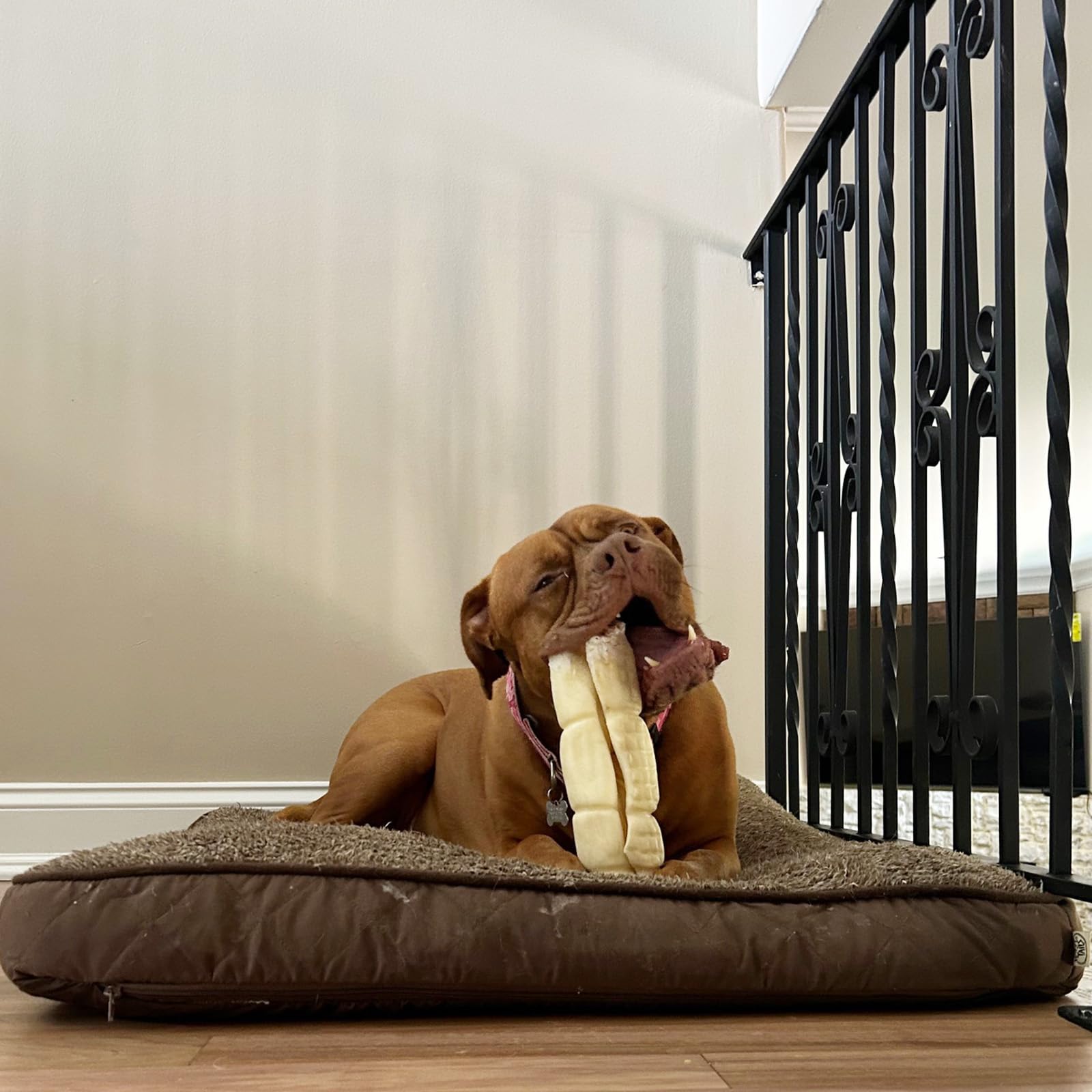Pawfetto Premium Natural Flavored Beef Cheek Maxi Rolls for Dogs, No Hide Chews Long Lasting Extra Thick Treats Bones, Collagen Rawhide Alternative 11”-12” (Pack of 5)