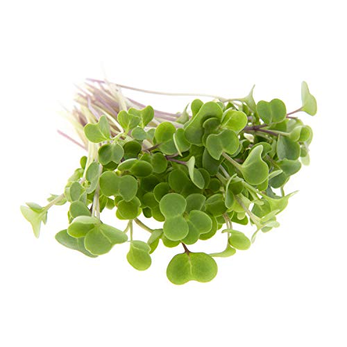 Kale Trio Sprouting & Microgreen Mix | Contains Blue Curled Scotch, Premier & Red Russian Kale Seeds | Heirloom Non-GMO Seeds | Bulk 1 LB Resealable Bag | Rainbow Heirloom Seed Co.