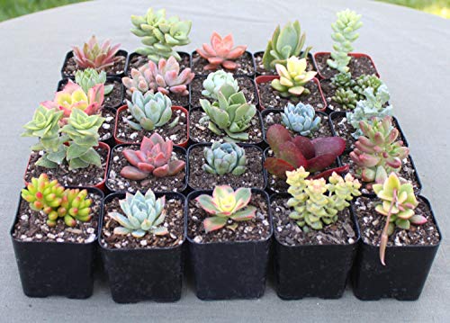 Succulent Plant Soil, Natural All-Purpose Cactus, Aloe Vera, and Succulent Potting Soil, 1 Quart Sized Bag, Premium Fast Draining Mix