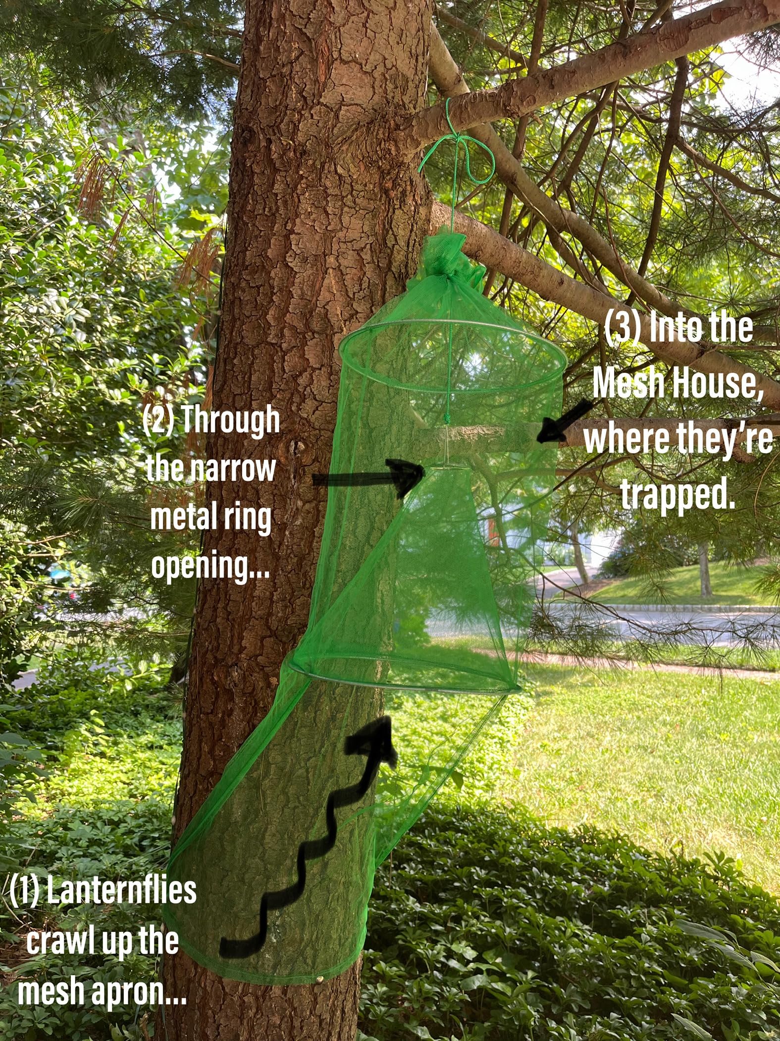 Spotted Lanternfly Mesh House Trap SLF. Simple and Effective Way to Catch Lantern Flies and Nymphs., Green