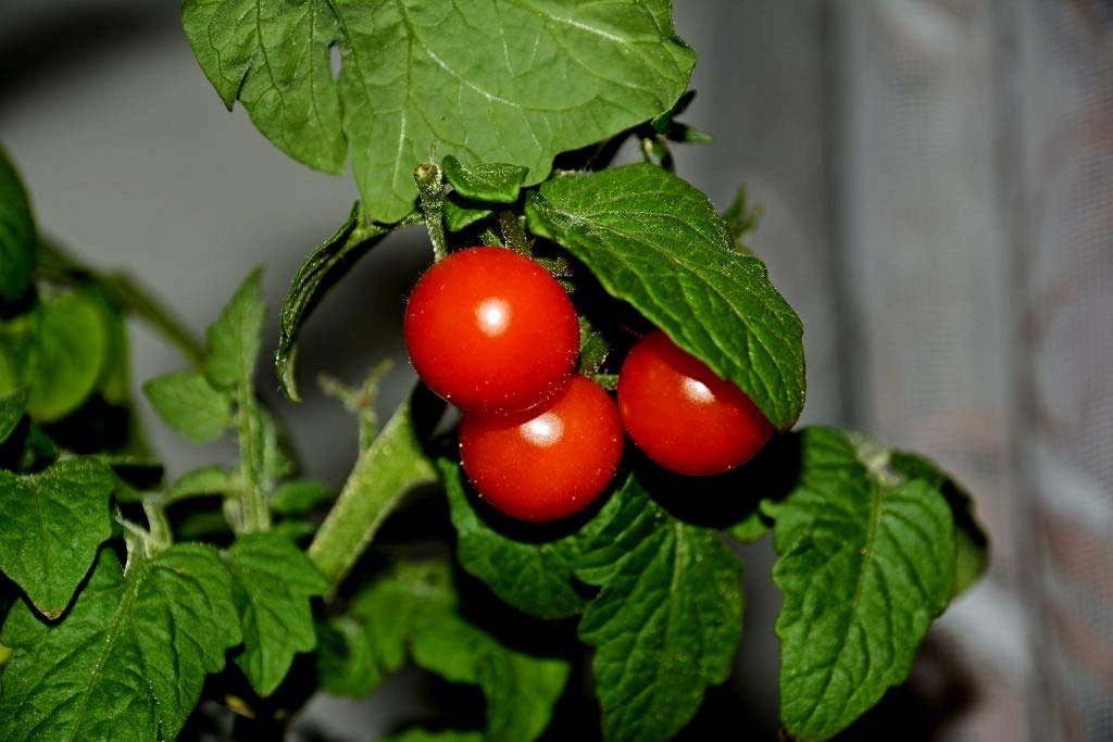 Dwarf Bush Cherry Tomatoes Seeds for Planting About 20 Seeds for Growing Indoors and Outdoors