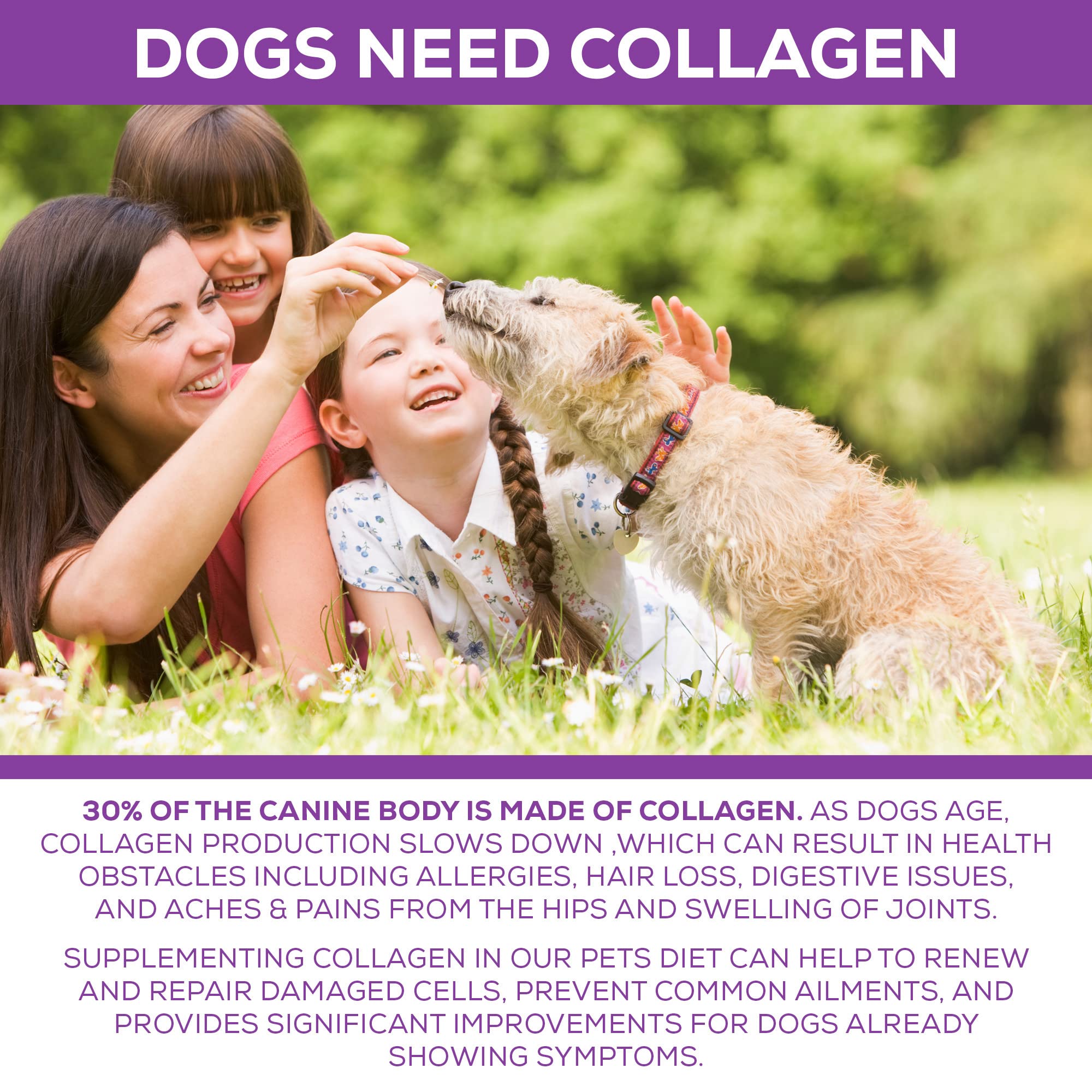 Step Above Proteins, Premium Collagen Gelatin Protein for Dogs, 3Lb