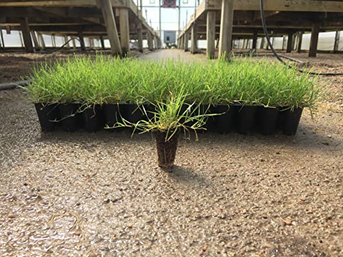 UC Verde Buffalograss Plugs