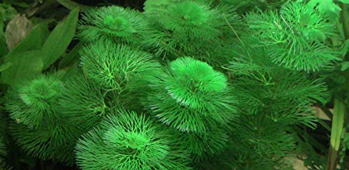 Marcus Fish Tanks - 3X Green Cabomba Caroliniana Live Aquarium Plants for Aquatic Freshwater Fish Tank