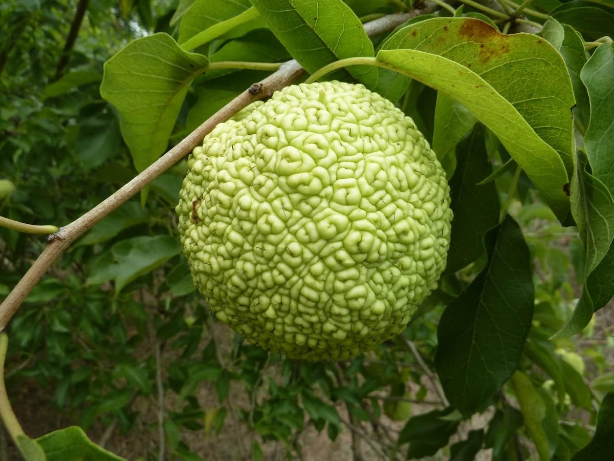 The Rike 100 Seeds Osage Orange Trees Seeds Osage Apple Trees Non-GMO Maclura pomifera, Horse Apple, Brain Fruit Hedge Apple Tree seeds