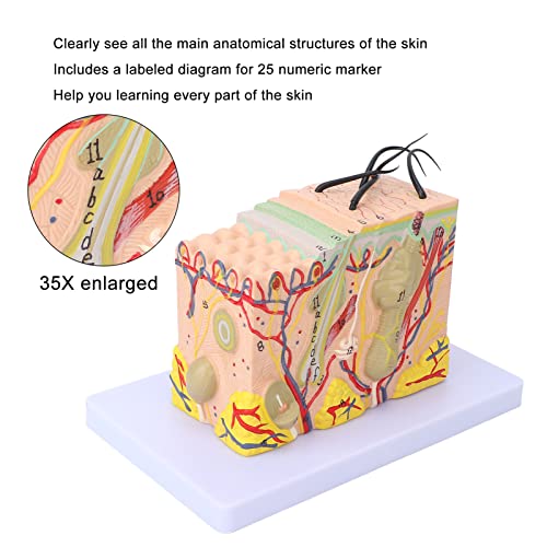 Skin Model 35X Enlarged Anatomical Skin Model 3 Dimensional Skin Teaching Aids Model for Skin Cosmetology Study Display Teaching Model