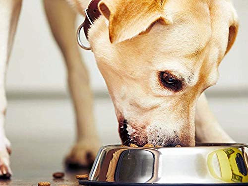 probiotics for Dogs chewable - Dog PROBIOTICS - Bad Breath and Passing Gas Solution - Oral Health - fos Formula - 1 Bottle (60 Treats)