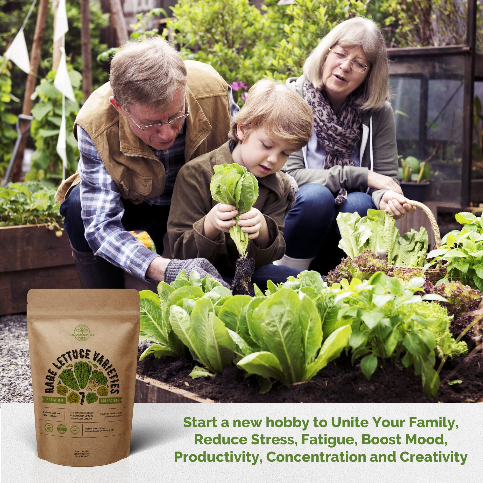 Organo Republic 7 Lettuce Seeds Variety Pack - Non-GMO Heirloom for Lettuce Hydroponic, Aerogarden, Indoor & Outdoors. 3800+ Seeds: Bibb, Romaine, Iceberg, Green Oakleaf, Red Leaf Lettuce