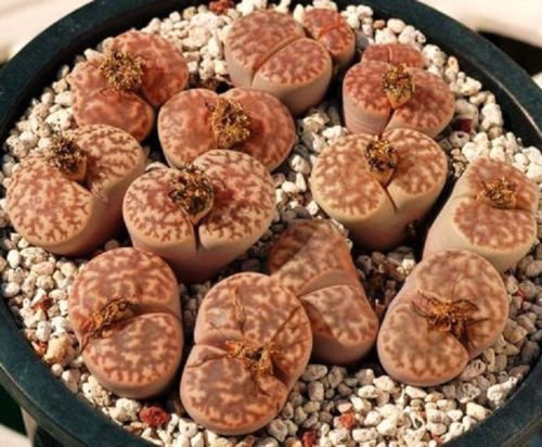 Lithops Bromfieldii C368 rari mesembriantemi Roccia succulente semi pietre Vive 50 SEMI