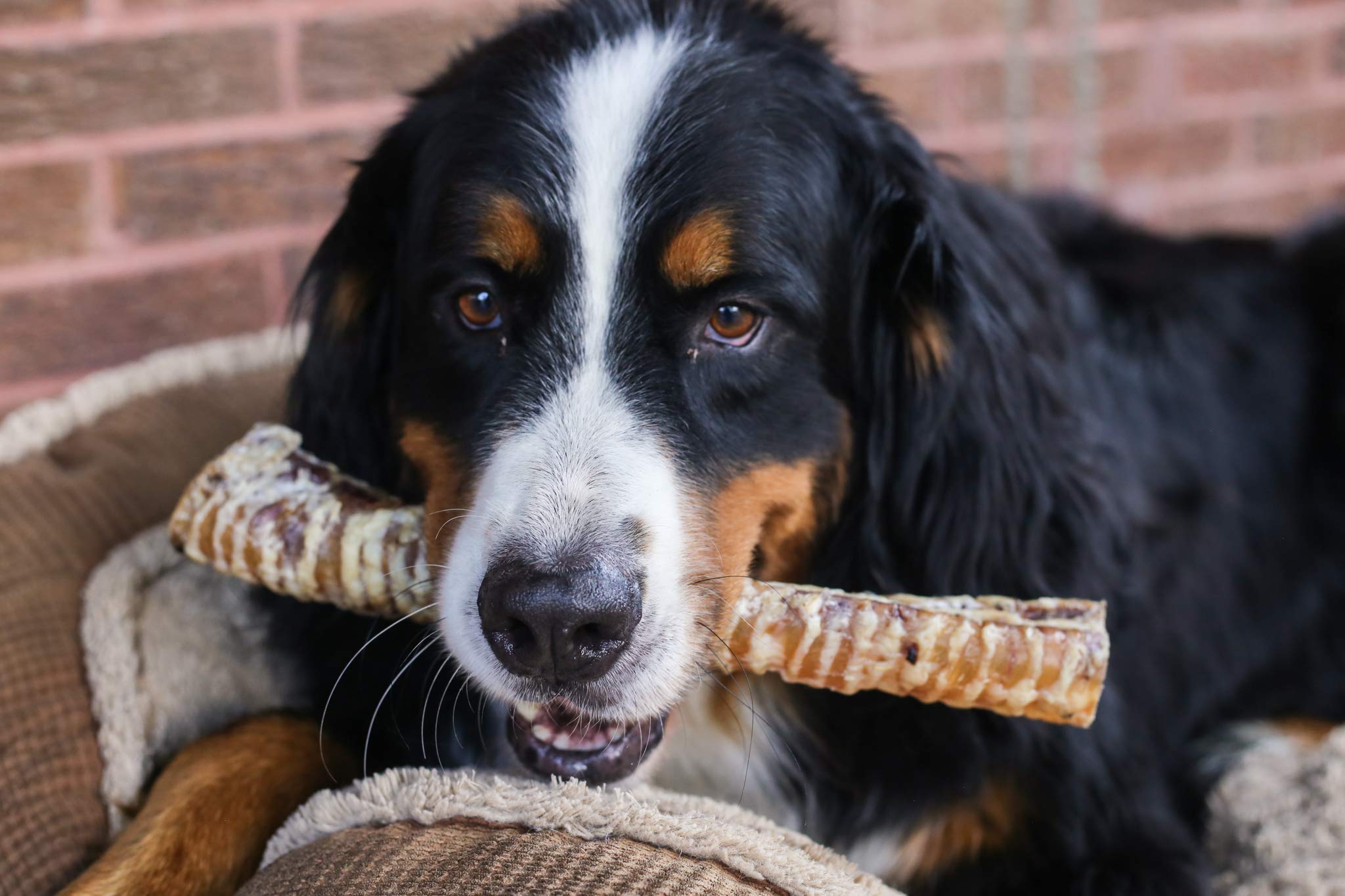 Top Dog Chews – 12” Beef Trachea Dog Chews 7 Pack, American, All Natural, Single Ingredient Dog Treat, Promotes Joint, Hip & Dental Health, High in Protein for Medium & Large Dogs