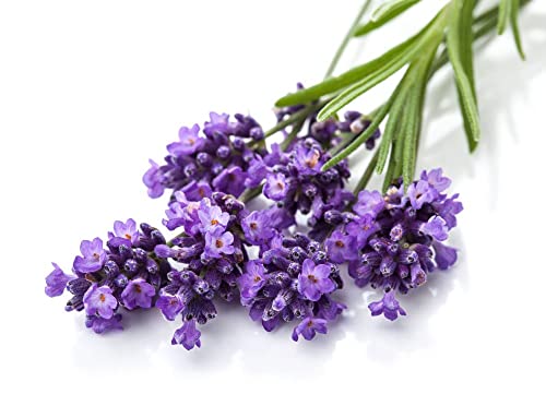 Sweet Body LAVENDER Soft & Fresh Women’s Body Mist, Fine Fragranced Body Perfume Misting Spray, Sensual light scent Fragrance, Hair & Body Spritz Essential Oils 4oz. (Lavender) Pack of 1