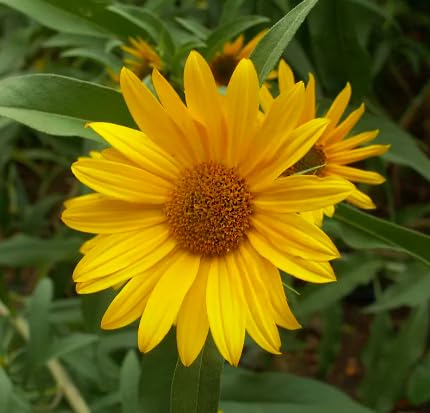 Maximilian Sunflower Seeds - Attracts Bees and Butterflies - Perennial Sunflower Native to North America, Approximtely 600 Seeds