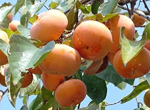 MITRAEE 50Pcs Persimmon Fruit Tree Seeds Mixed Delicious Japanese Bonsai Plant Home Garden