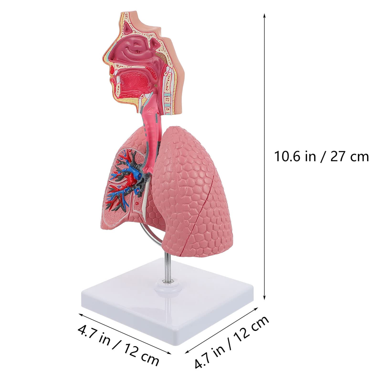 Lung Anatomical Model, 2pcs Human Lung Model, Respiratory System Model with Display Stand for Medical Educational Lab Study