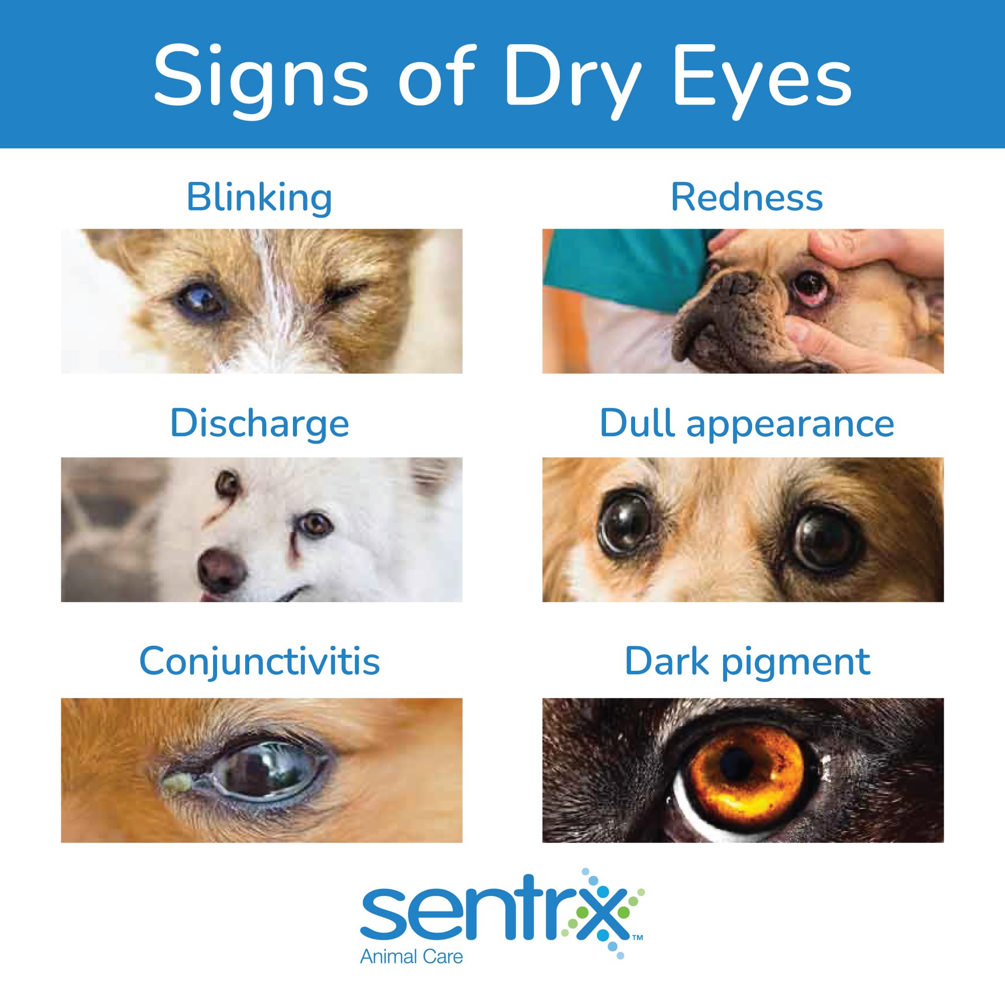 Sentrx Eye Lube Pro Plus + Hyaluron for Dogs, Cats, Horses, Dry Eye Relief, 20g, Pack of 6