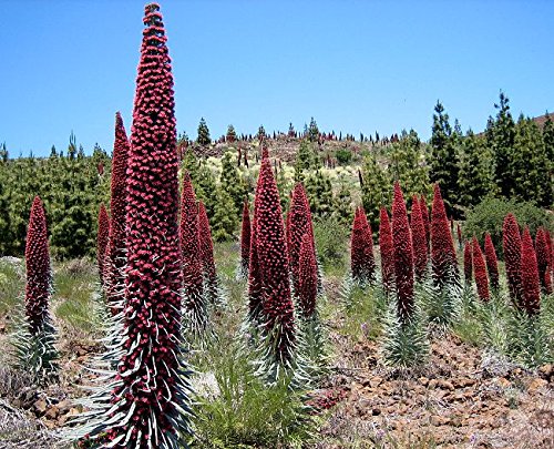 Echium Wildpretii Tower Of Jewels Snake Head Rare Beauty Exotic 10 Seeds