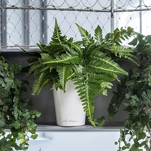 Lechuza 14900 Deltini Self-Watering Planter for Indoor and Outdoor Use, 6" x 6" x 7", White