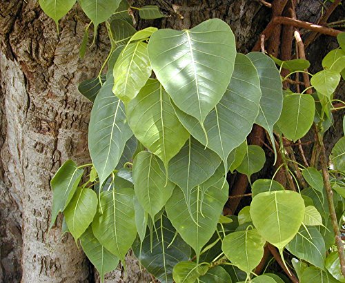Ficus religiosa | Sacred Fig | Bodhi Tree | Pippala | Peepul | Peepal | 100_Seeds