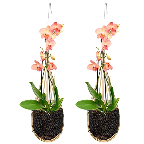 Orchid Hanging Basket with Metal Hook 4 Inch Bamboo Orchid Hanging Pot Planter Decorative Hanging Orchid Planters for Indoor Outdoor Patio Garden Decoration (2 Packs)