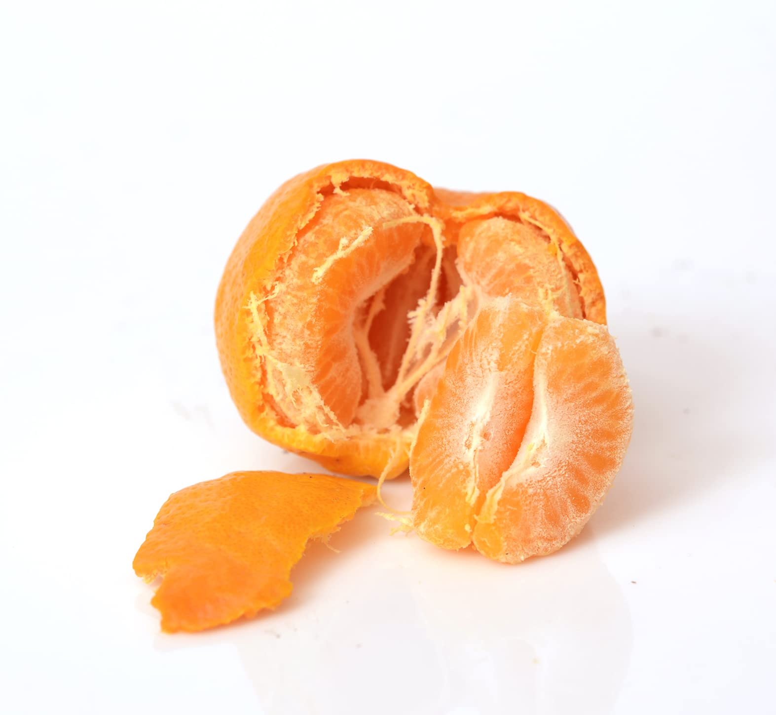 Gerald Winters and Son Satsuma Mandarin Tree Starter Plant. Citrus unshiu. 3'' - 5''