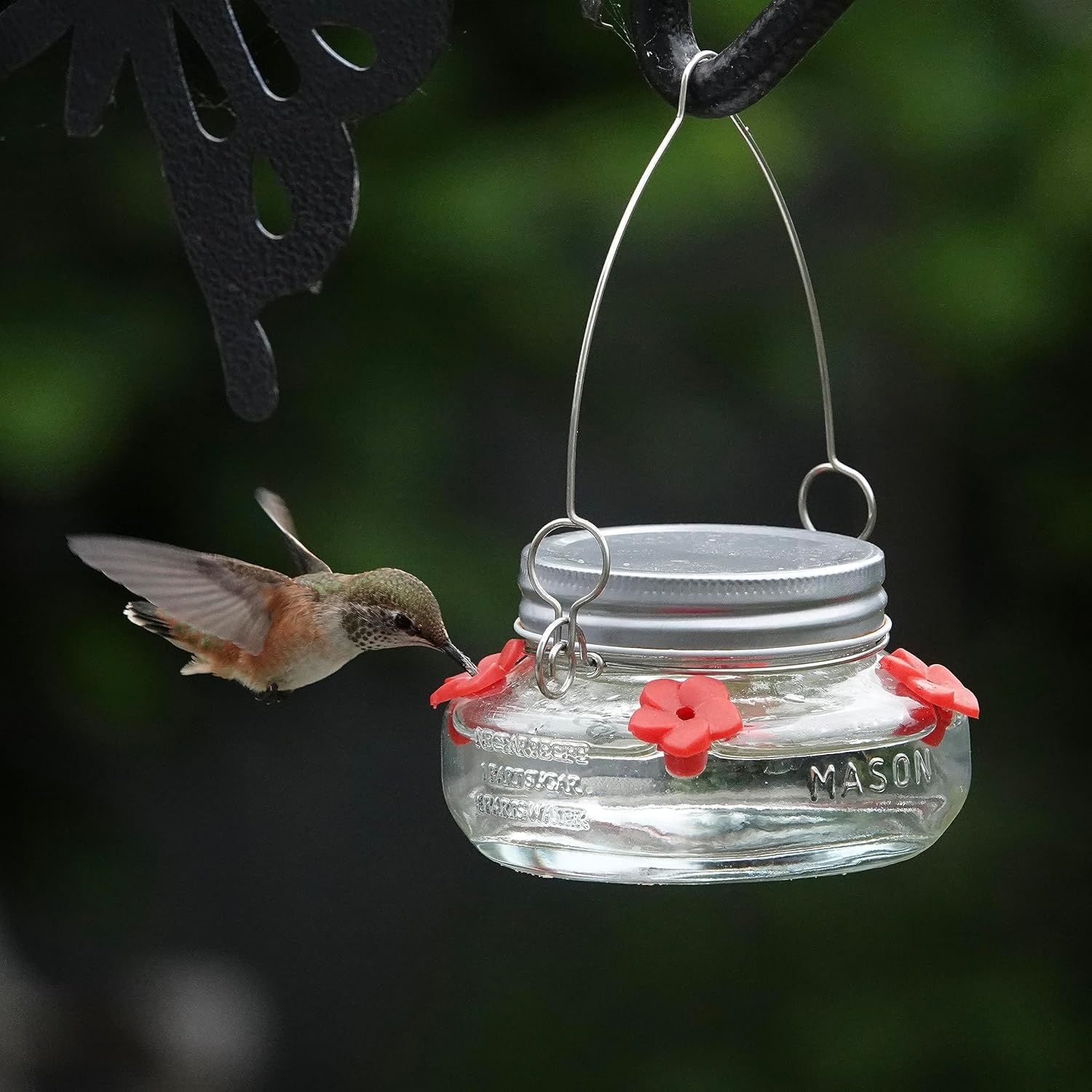 Nature's Way Bird Products MJF1 Nature's Way Mason Jar Hummingbird Dish Feeder, Clear 4" dia.