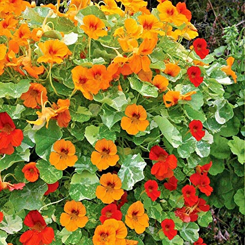 Fresh Seeds - 1 OZ=225+ Tall Nasturtium Mix Seed Single Blooms Trailing/Climbing Edible Flowers , .