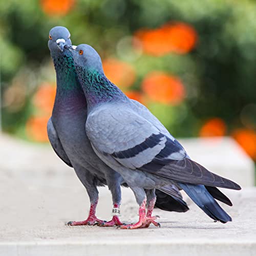 YARNOW 100Pcs Racing Pigeon Leg Rings Aluminium Numbered Bird Foot Ring Identify Dove Training Rings for Pigeon Parrot Finch Canary Hatch Poultry Rings Mixed Color