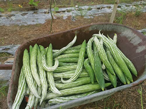 Germinazione dei semi: 20 particelle semi / sacchetto ornamentali semi di Melone serpente serpente semi di Zucca