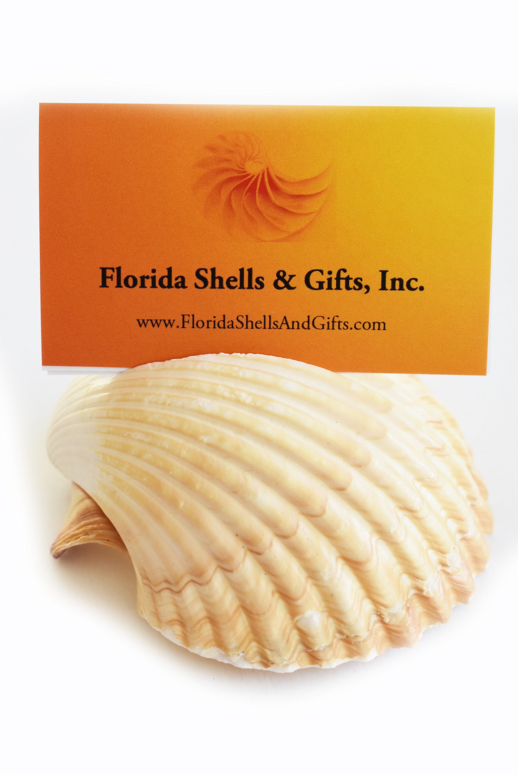 Set of 6 Genuine Seashell Place Card Holders Beach Wedding Favor Nautical Party Decor Sea Shell Table Sets