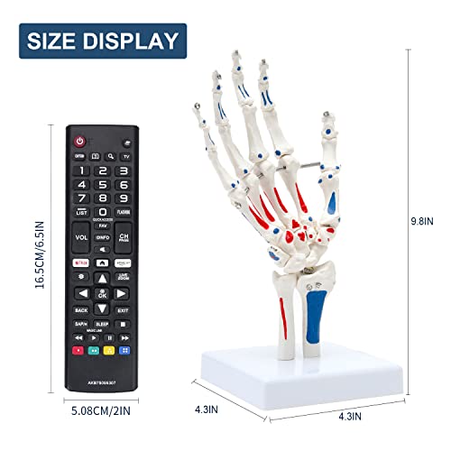 Winyousk Human Hand Model with Articulated Joints for Natural Movement, Show Muscle Start and End Points,Hand Skeleton Model Showing Ulna and Radius