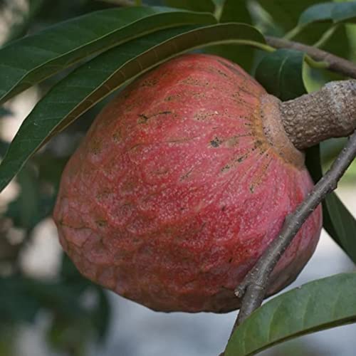 Red Custard Apple Tree Seeds Annona Reticulata Tropical Fruit Tree Delicious and Sweet Fruit Attract Bees Culinary Uses Gardens Outdoor 10Pcs Fruit Tree Seeds by YEGAOL Garden