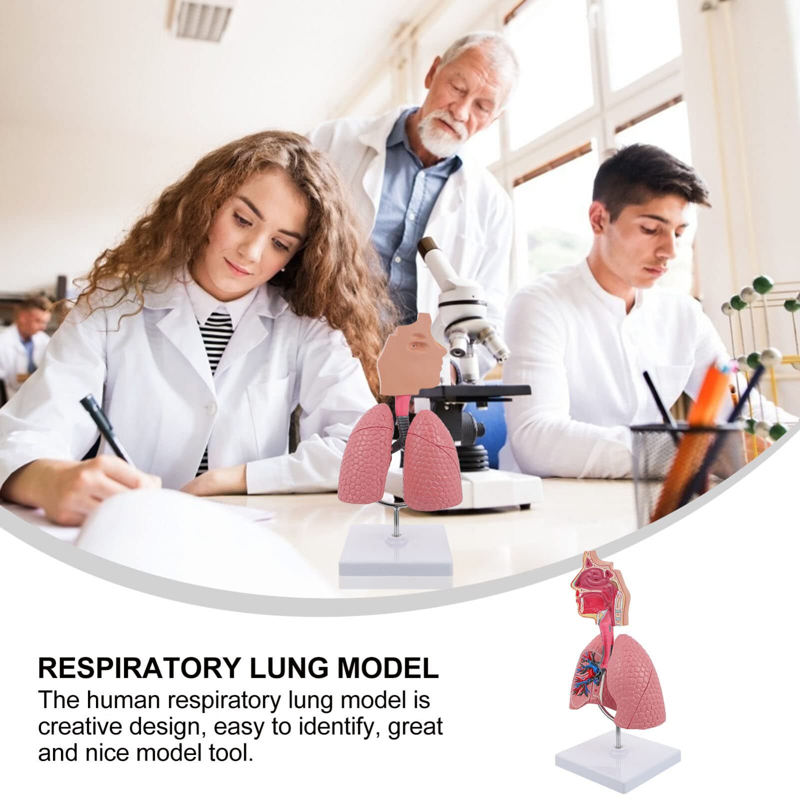 Lung Anatomical Model, 2pcs Human Lung Model, Respiratory System Model with Display Stand for Medical Educational Lab Study