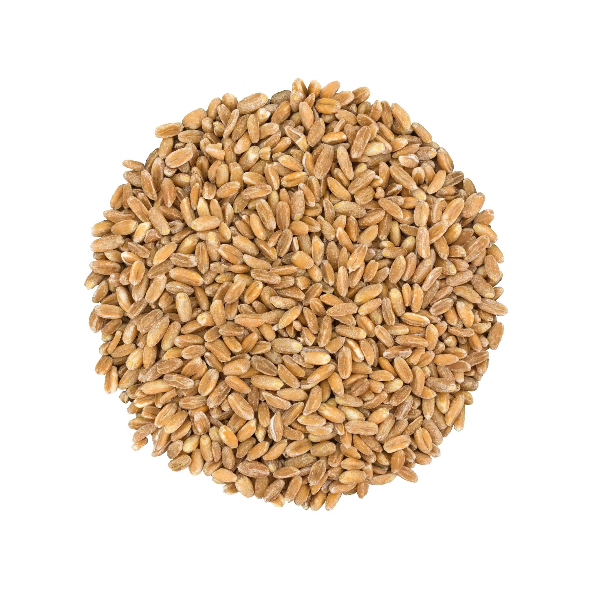 Food to Live Pearled Farro Grain, 1 Pound β Kosher, Vegan, Whole Grain in Bulk, Good Source of Dietary Fiber, Protein and Iron