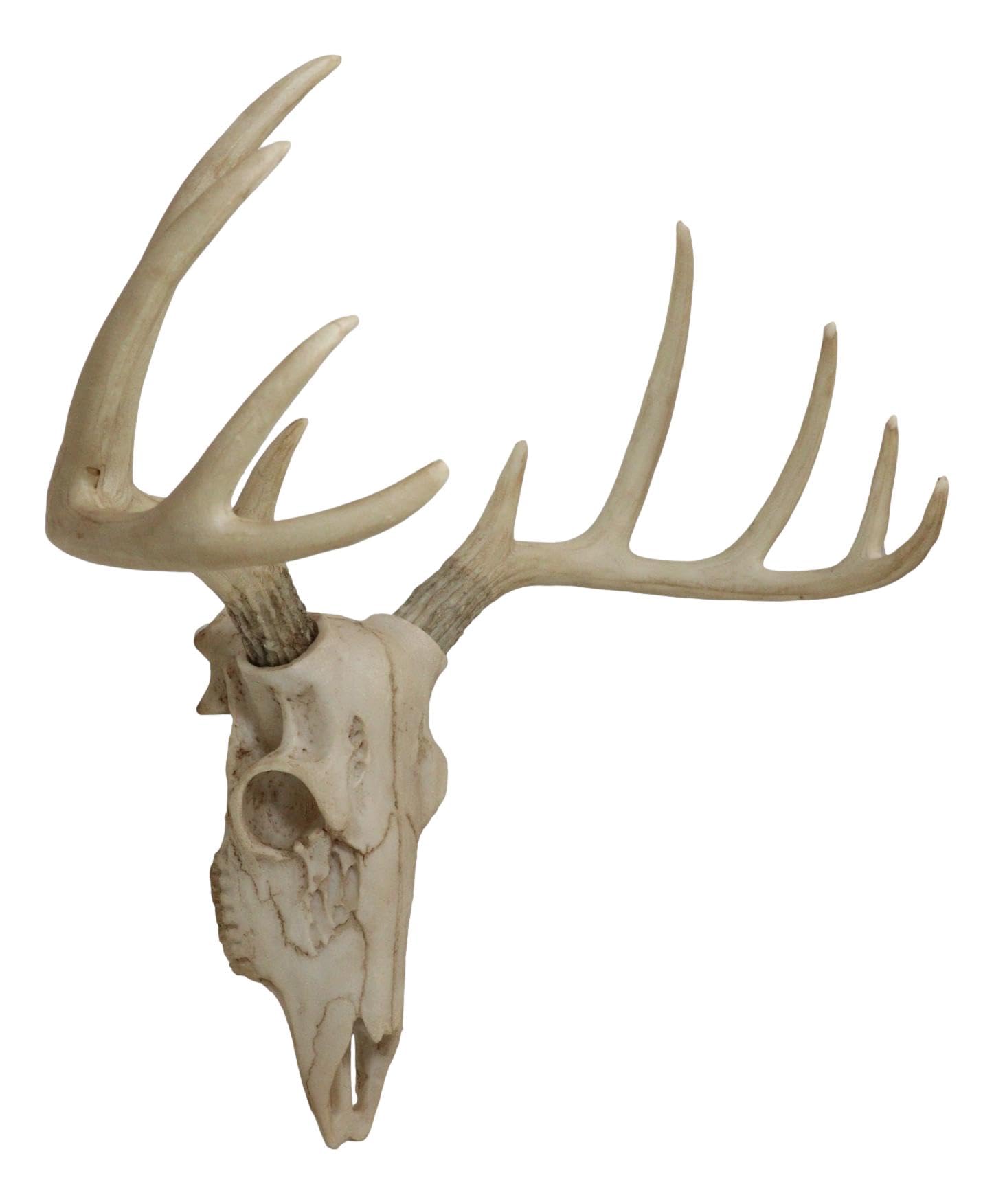 Ebros Gift Rustic Hunter Deer 10 Point Buck Skull Trophy Antlers Wall Mounted Plaque Trophy Decor Figurine 14.25" Long Hunter's Antler Rack Theme Deers Bucks Hunting Skulls Trophies Hanging Sculptures