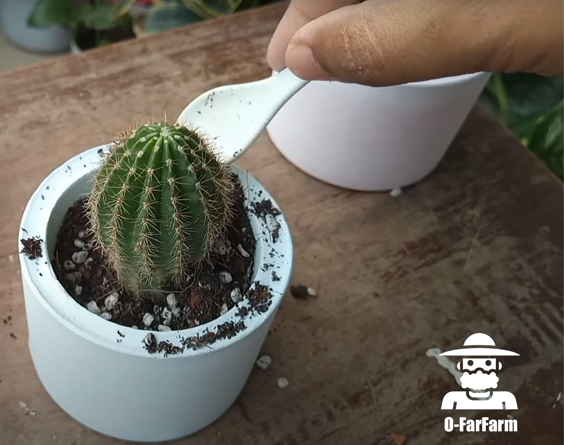 O-FarFarm Cactus Soil Potting Mix 1.1 LBS, Optimized PH Fast Draining with Added Nutrients, Perfect for Small Cactus Pots