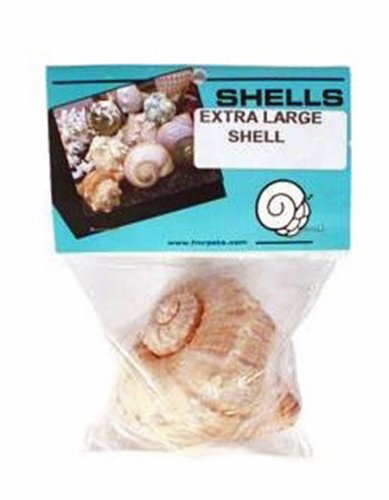 Florida Marine Research SFM33335 Hermit Crab Shell, X-Large