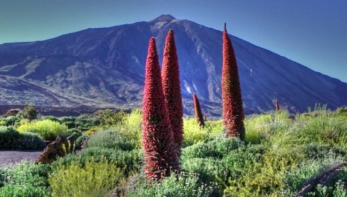 Echium Wildpretii Tower Of Jewels Snake Head Rare Beauty Exotic 10 Seeds