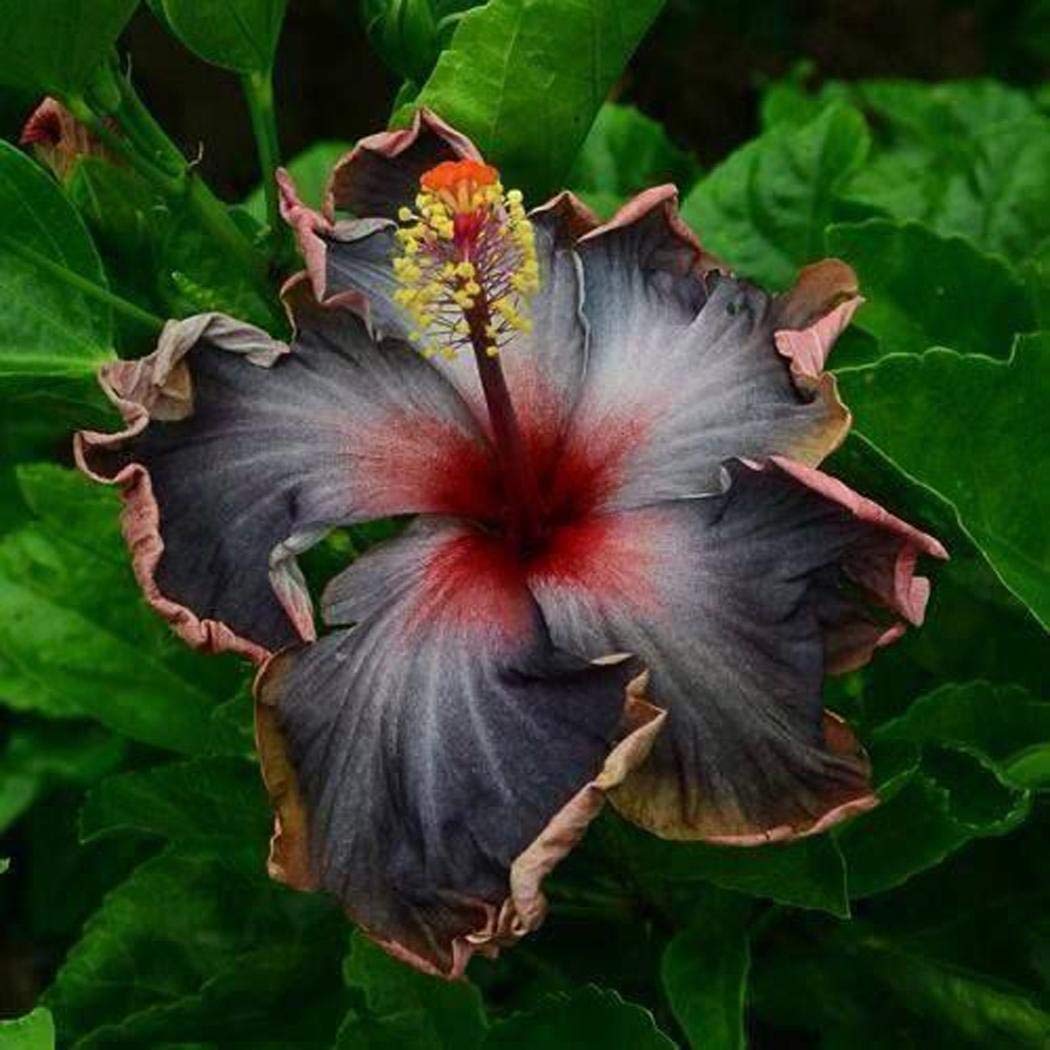 Lioder 20PCS Rare Black Pink Purple Hibiscus Seeds"Black Rainbow" Giant Flower Tropical Seeds Hibiscus Tree Seeds for Flower Potted Plants