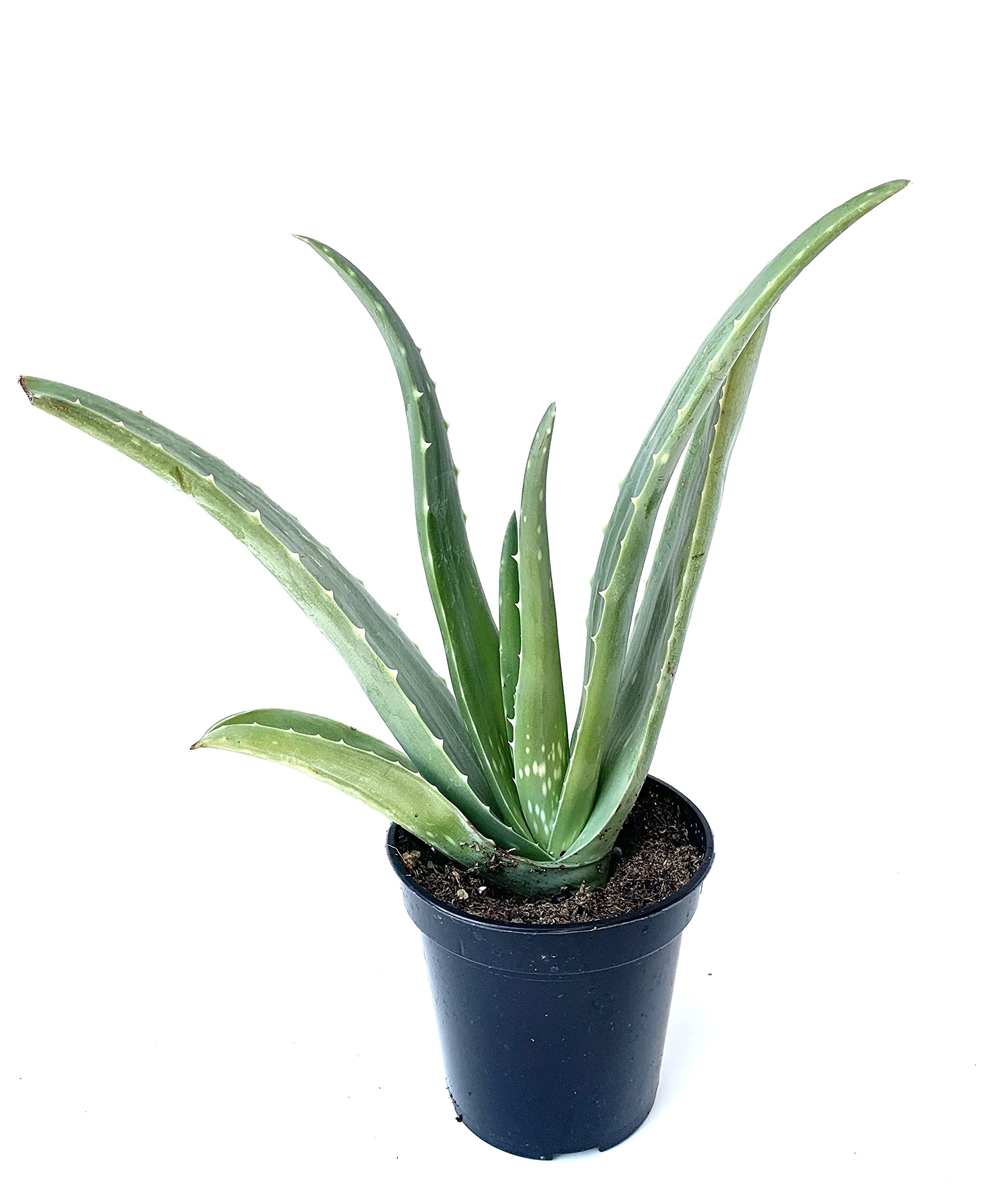 Live Aloe Vera Succulent Aloe Barbadensis Aloe 8"-12" Tall in 3.5" Pot