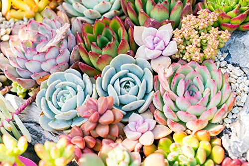 Live Succulent Plants (5 Pack), 2" Live Succulents Fully Rooted in Grower Pots, Succulent Plants Live, by The Succulent Cult