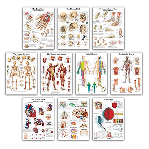 Skin Science Anatomy Posters for Walls Medical Nursing Students Educational Anatomical Human Organs Skeletal Muscles Poster Chart Medicine Disease Map for Doctor Enthusiasts Kid's Enlightenment Education W