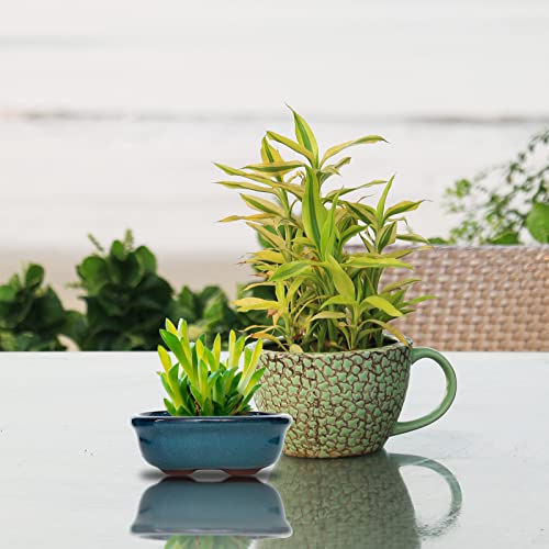 lychee Chinese Bonsai Pot Oval Glazed Flower Pot Planter Home Garden Decor
