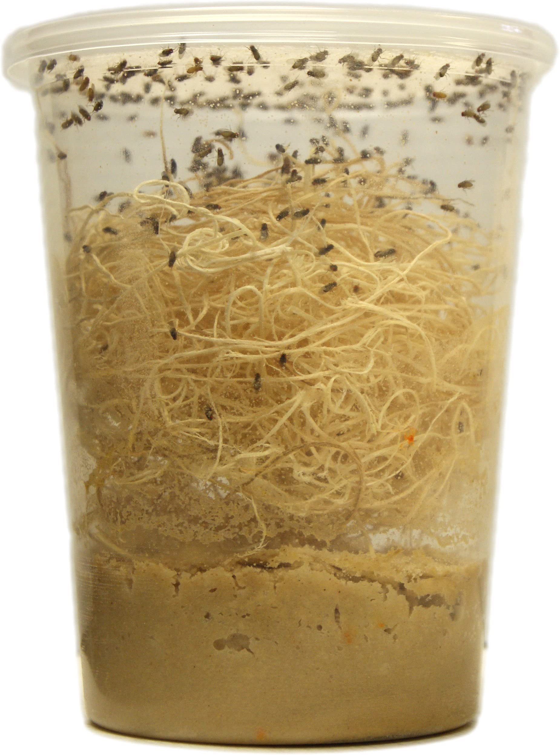 Josh's Frogs Melanogaster Fruit Fly Culturing Kit with Media, Vented Cups, and Excelsior (Small)