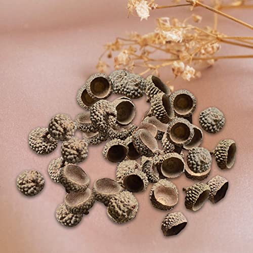 SM SunniMix 100x Natural Acorns Real Rustic Acorns Caps Decorative Vase Fillers Home DIY Thanksgiving Christmas Kitchen Autumn Table Scatter Photo Props Decors - Natural Acorn Caps